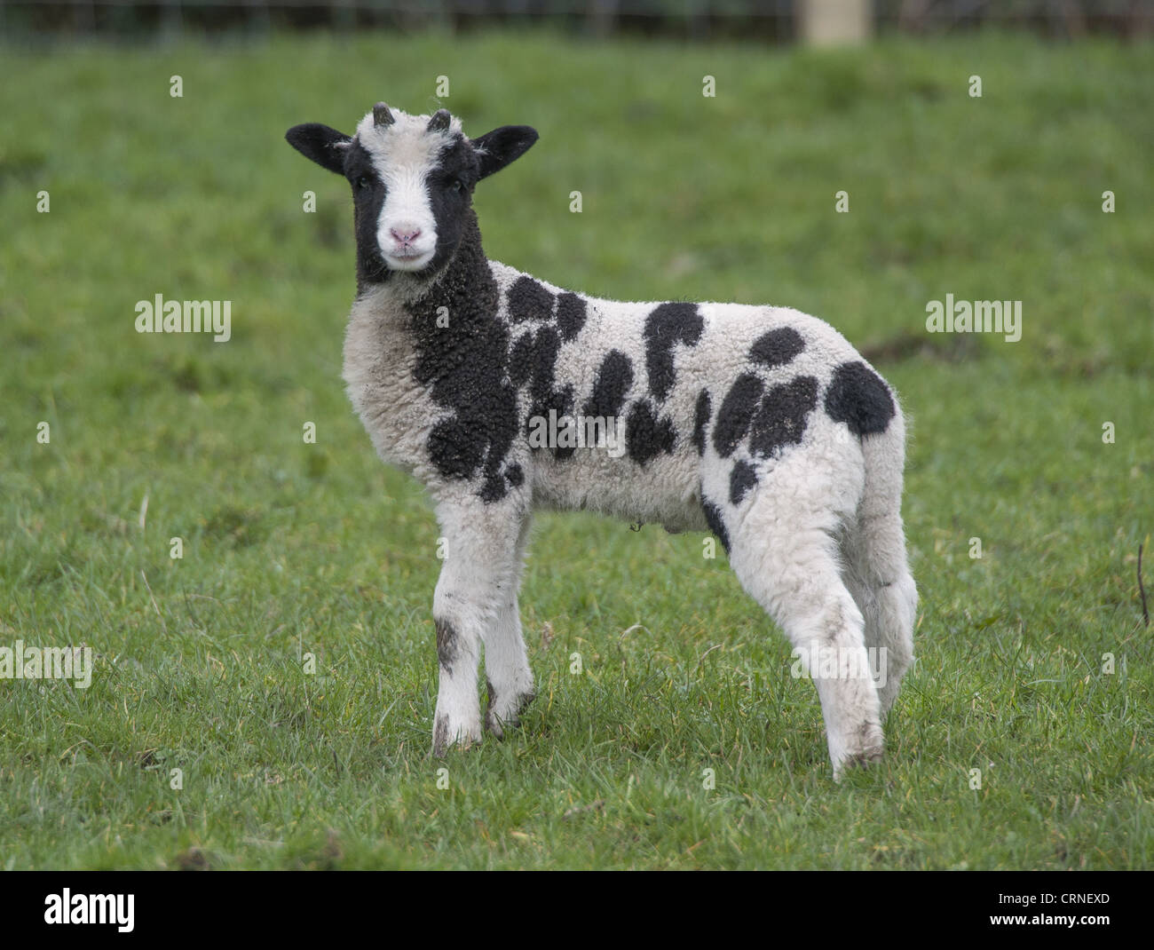 Jacob sheep lamb hi-res stock photography and images - Alamy