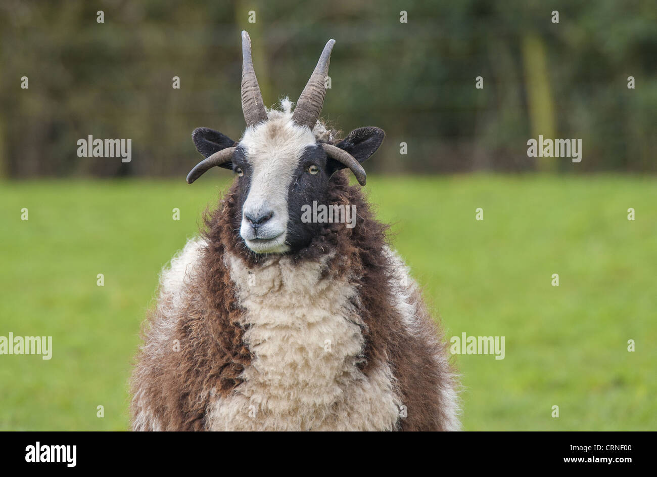 Sheep head sheep hi-res stock photography and images - Alamy