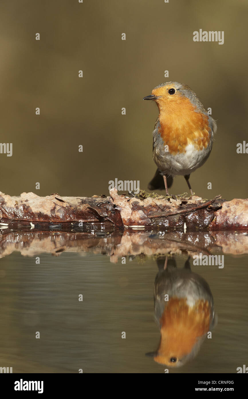 European Robin (Erithacus rubecula) adult, with reflection in woodland ...