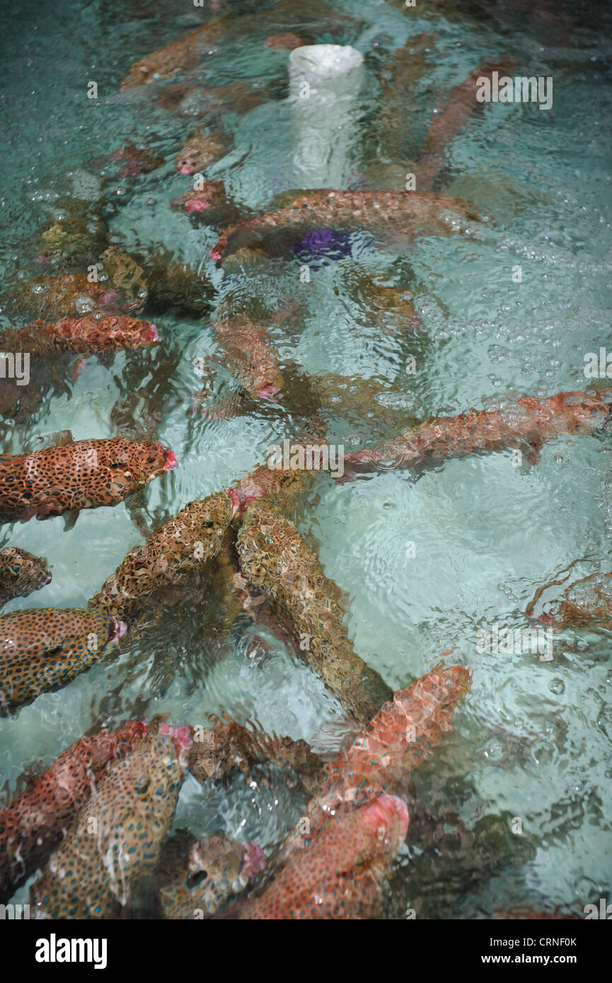 Live grouper in a holding tank at the Pulau Mas facility in Denpasar ...