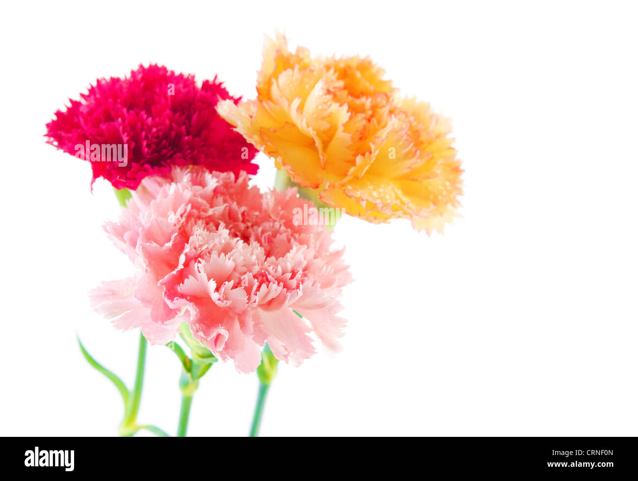 Three different color carnation flower in a row Stock Photo - Alamy