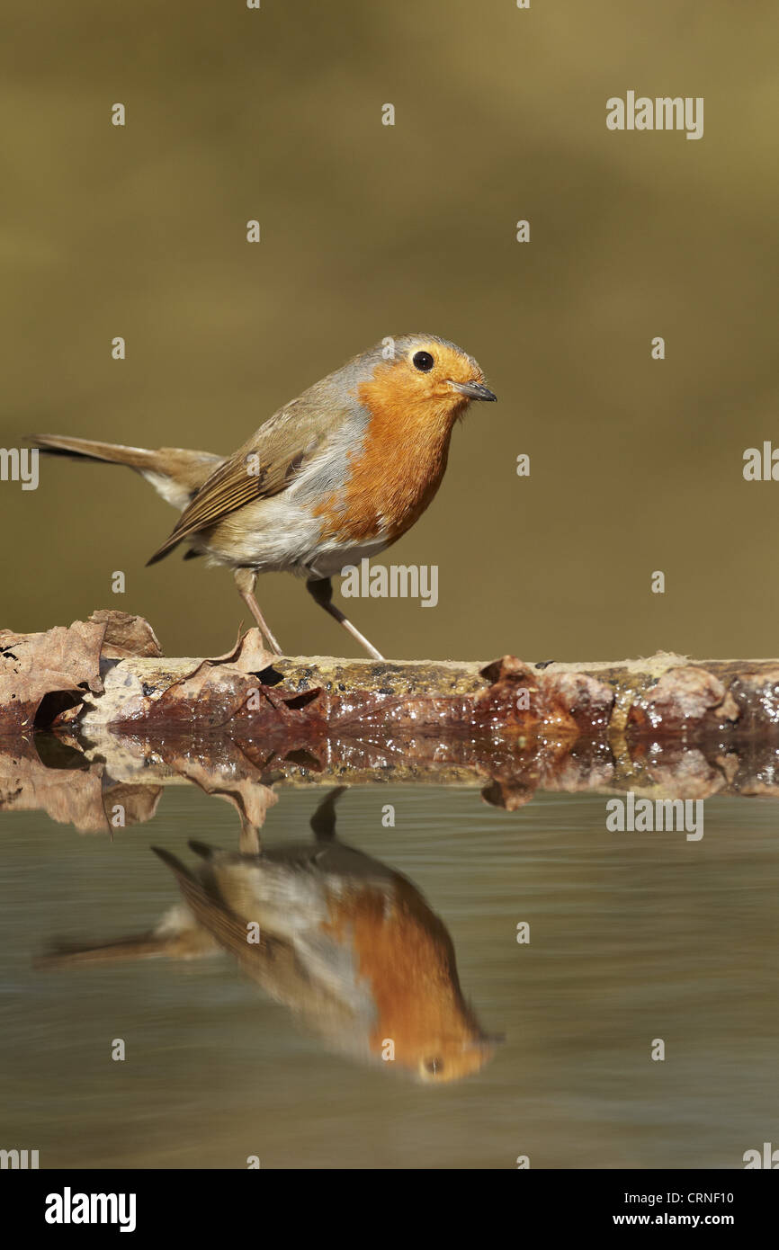 European Robin (Erithacus rubecula) adult, looking at reflection in ...