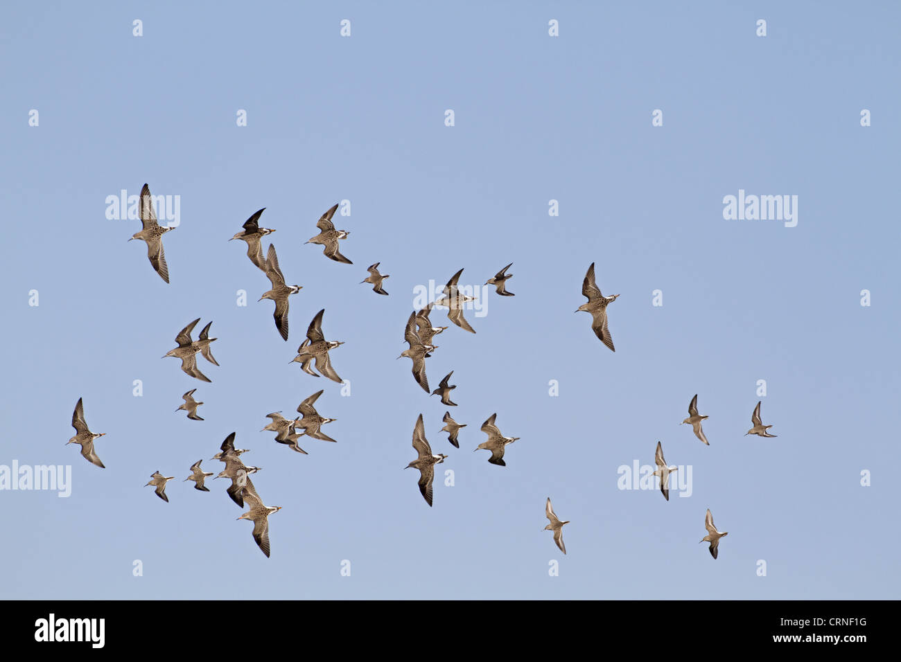 Ruff (Philomachus pugnax) and Dunlin (Calidris alpina) mixed flock ...