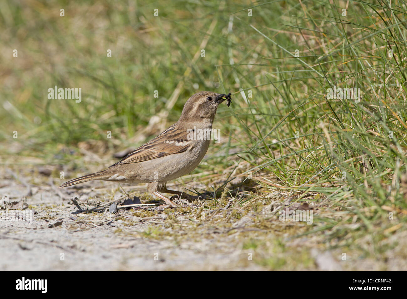 House sparrow eating insect in hi-res stock photography and images - Alamy