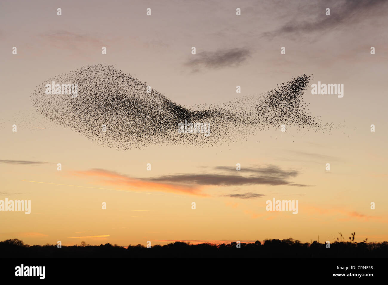 Common Starling (Sturnus vulgaris) flock, in roosting flight at sunset ...