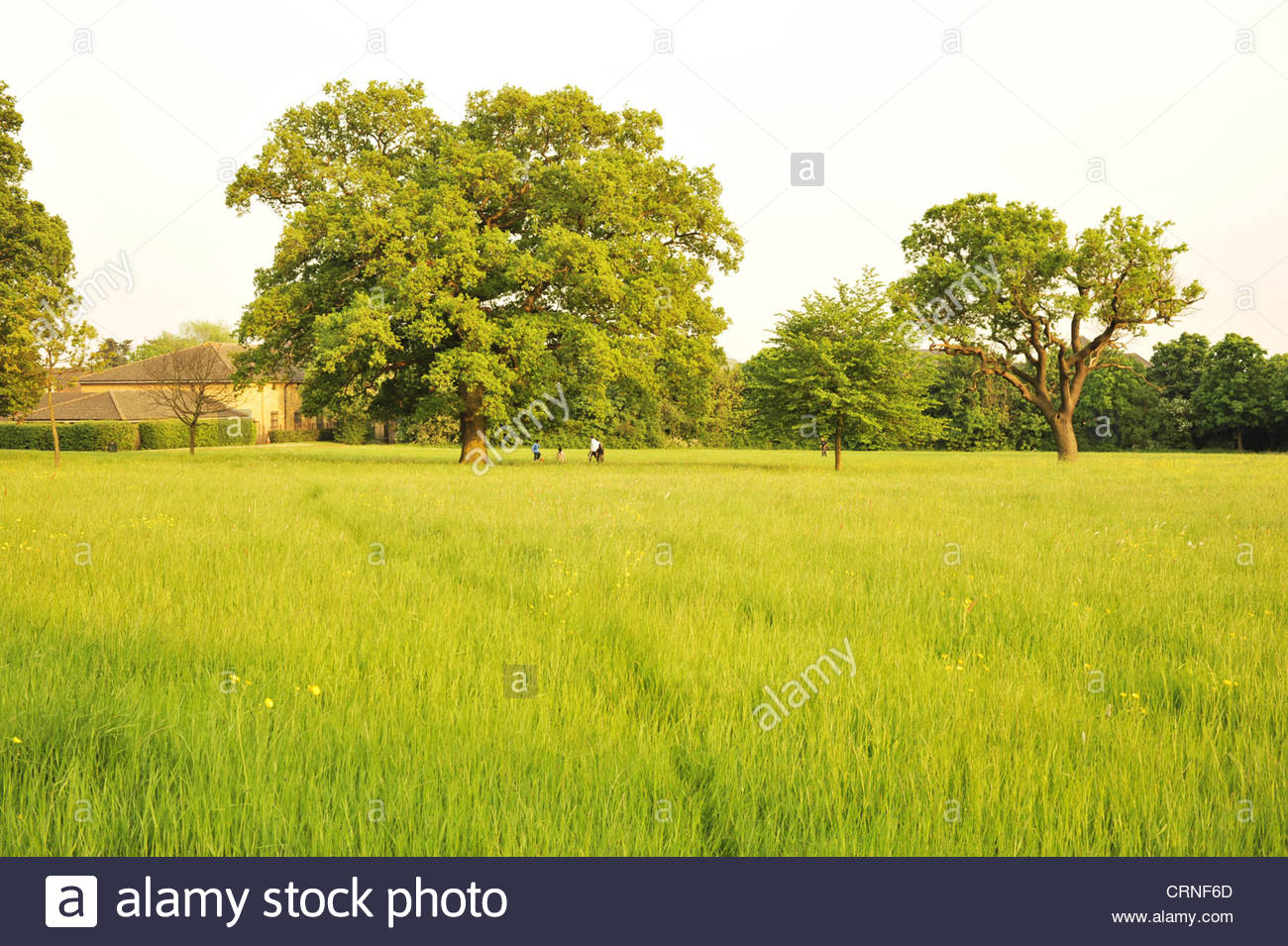 Lush Green Open Space High Resolution Stock Photography and Images - Alamy