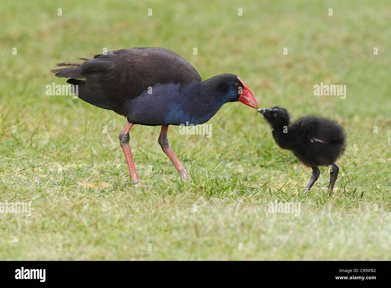 Swamphen chick hi-res stock photography and images - Alamy