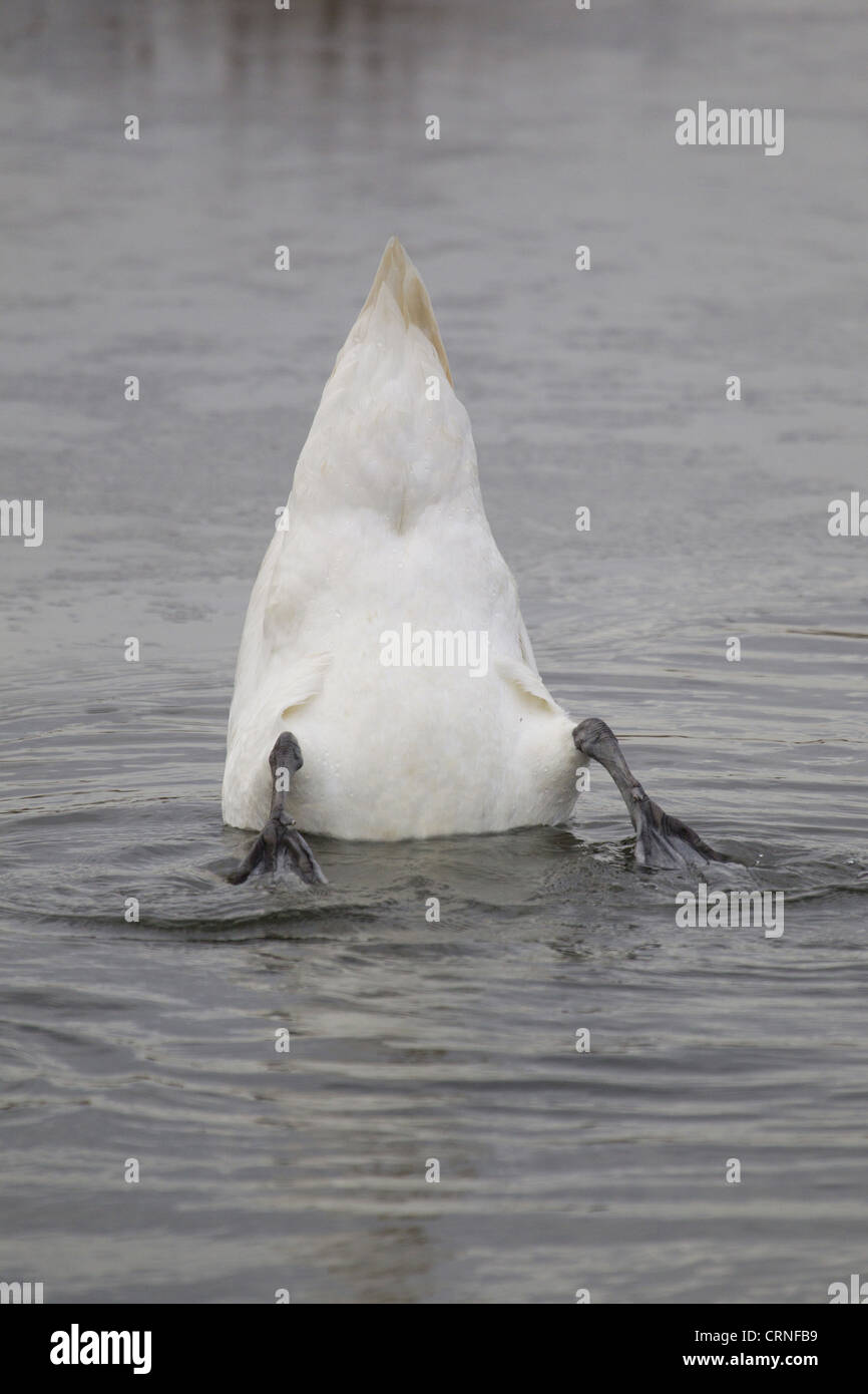 Swans eating underwater hi-res stock photography and images - Alamy
