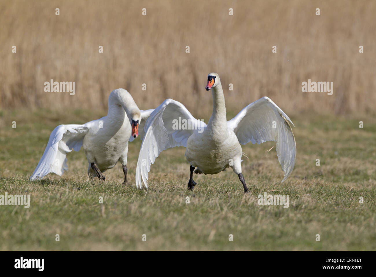 Two swans chasing hi-res stock photography and images - Alamy