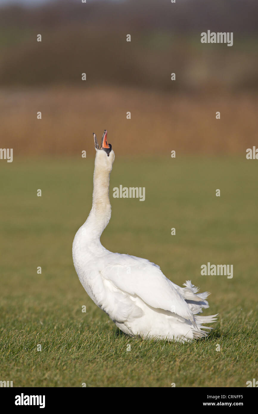 Swan Position Stock Photos & Swan Position Stock Images - Alamy