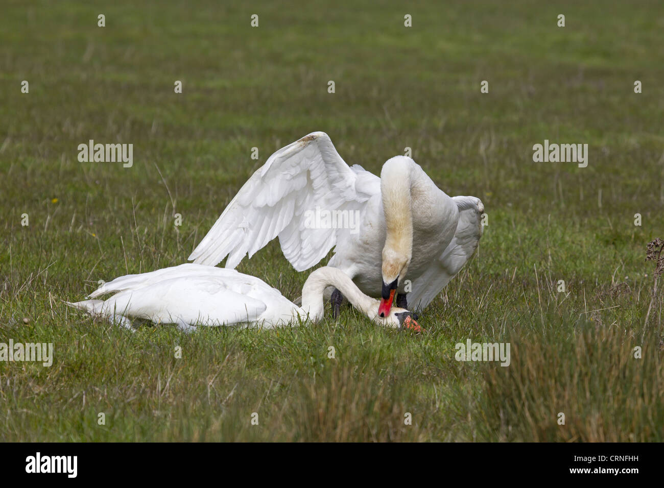 Two swan heads hi-res stock photography and images - Alamy