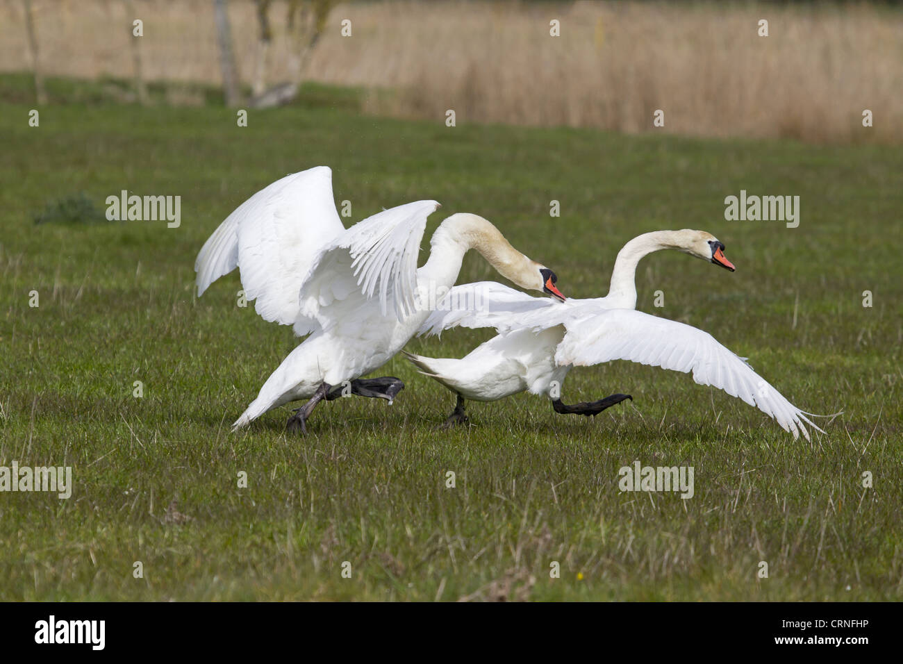 Mute Swan (Cygnus olor) two adult males, fighting, dominant male ...