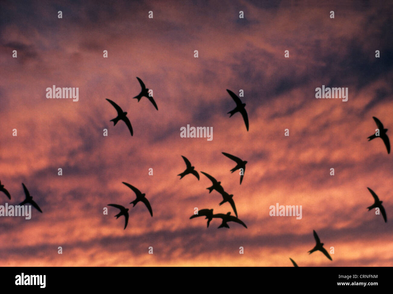 Common Swift (Apus apus) flock, in flight, silhouetted at sunset ...