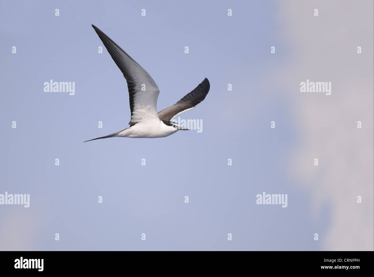 Bridled Tern (Onychoprion anaethetus) adult, in flight, Maldives, march ...