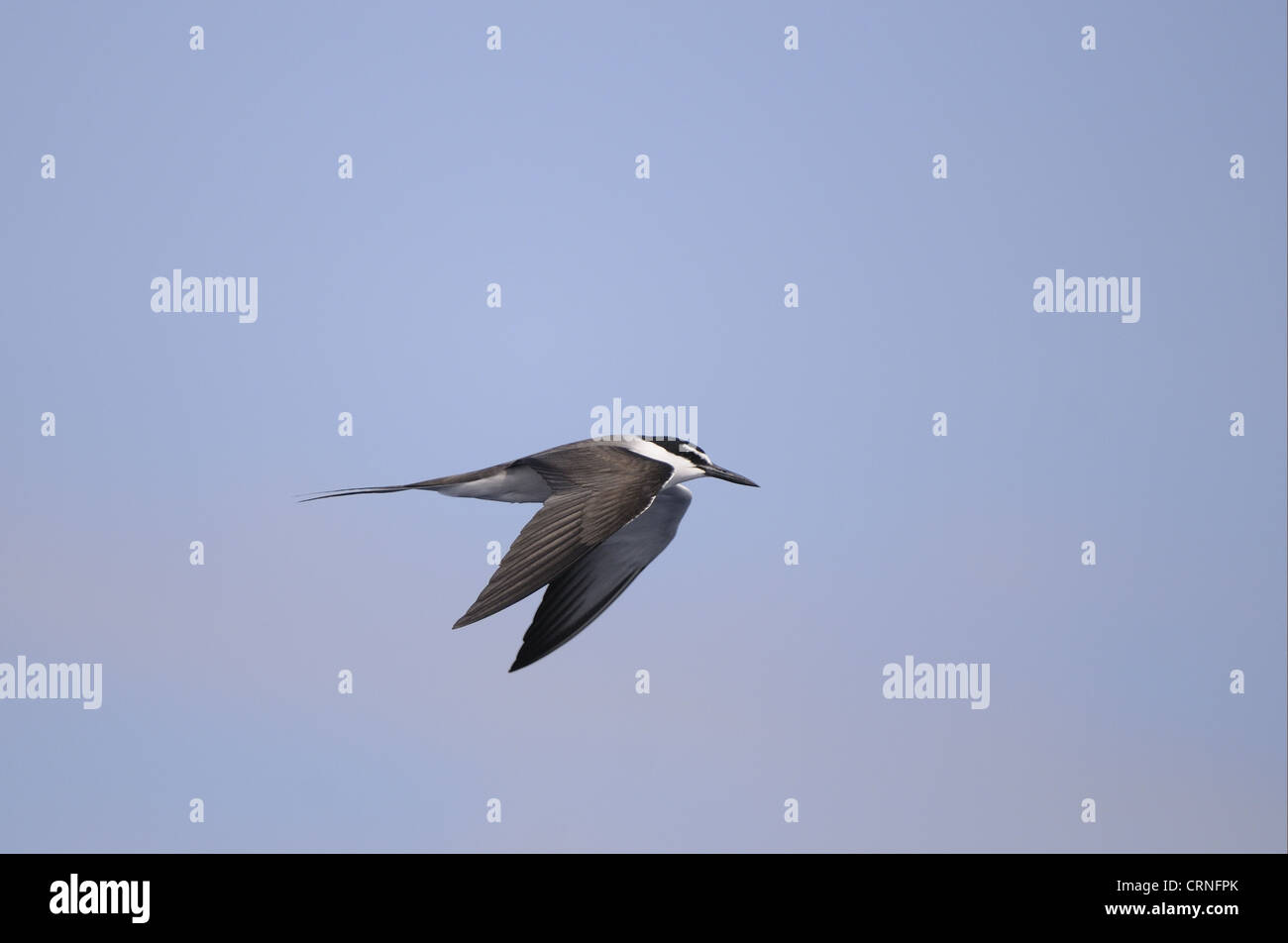 Bridled Tern (Onychoprion anaethetus) adult, in flight, Maldives, march ...