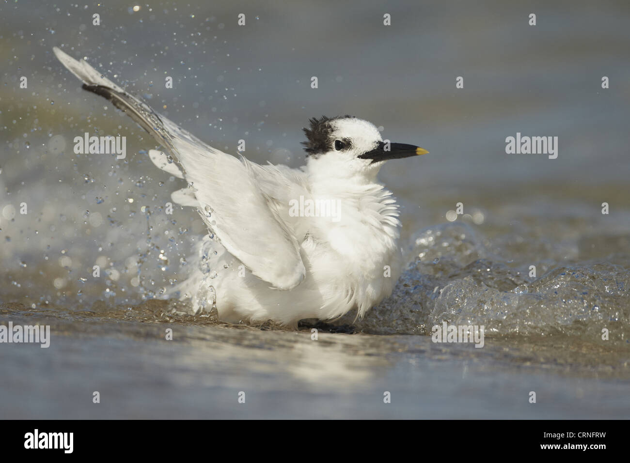 Sandwich Tern (Sterna sandvicensis) adult, winter plumage, bathing in ...