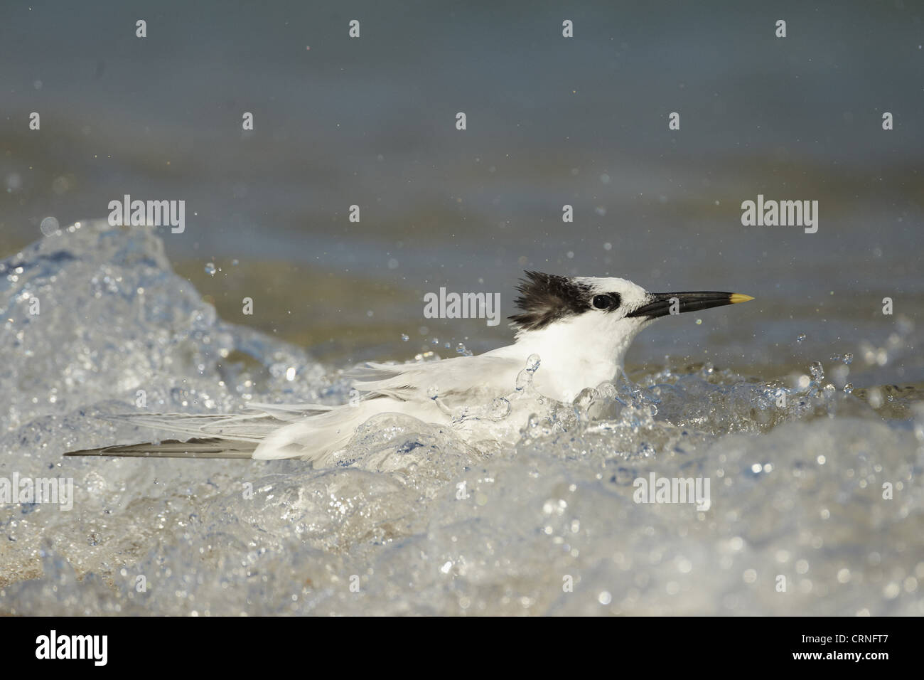 Sandwich Tern (Sterna sandvicensis) adult, winter plumage, bathing in ...