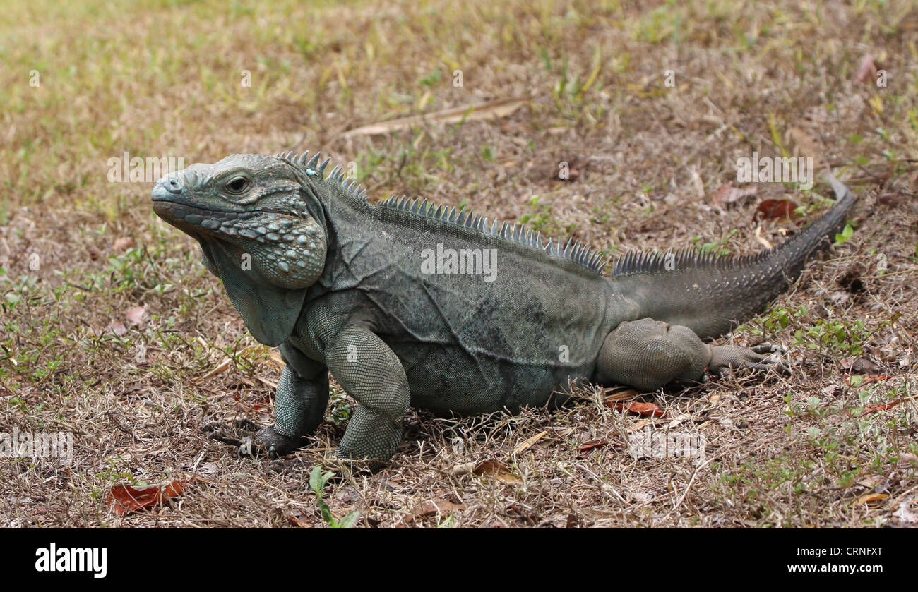 Grand Cayman Rock Iguana (Cyclura lewisi) adult, standing on open ...