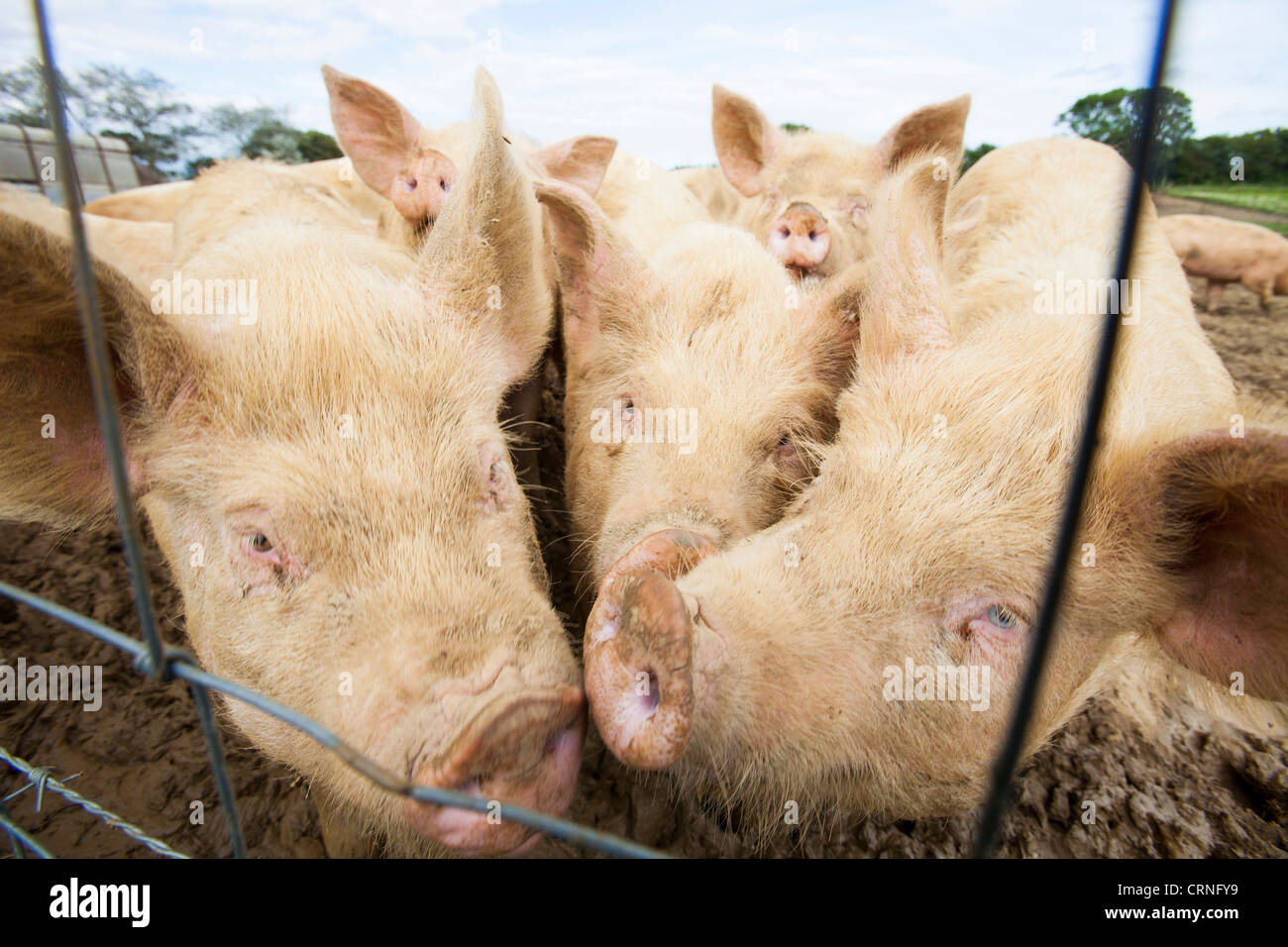 Free range, organic Middle white pigs at Washingpool farm in Bridport ...