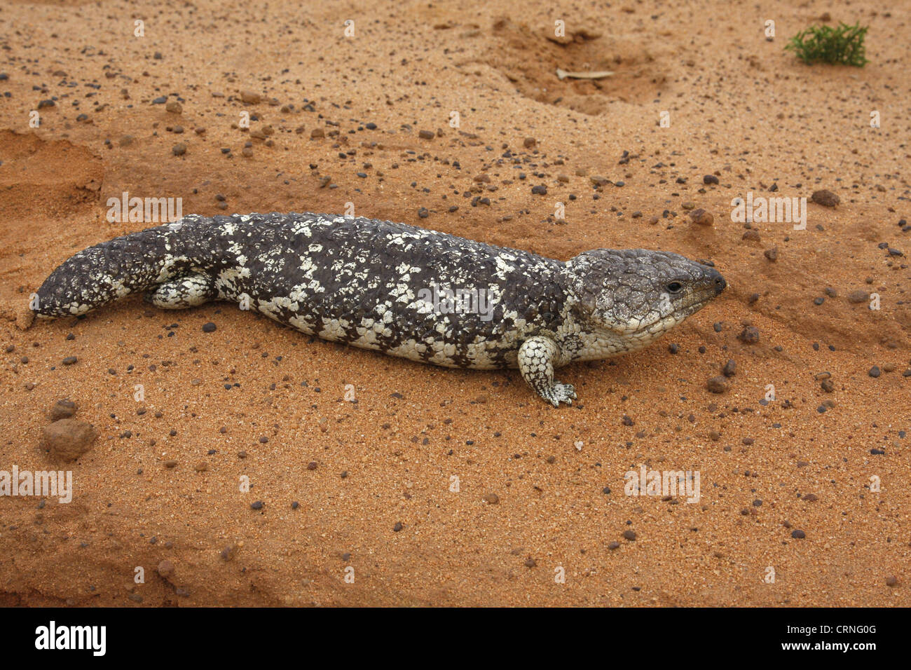 Shingleback Skink (Tiliqua rugosa) adult, basking at road verge ...