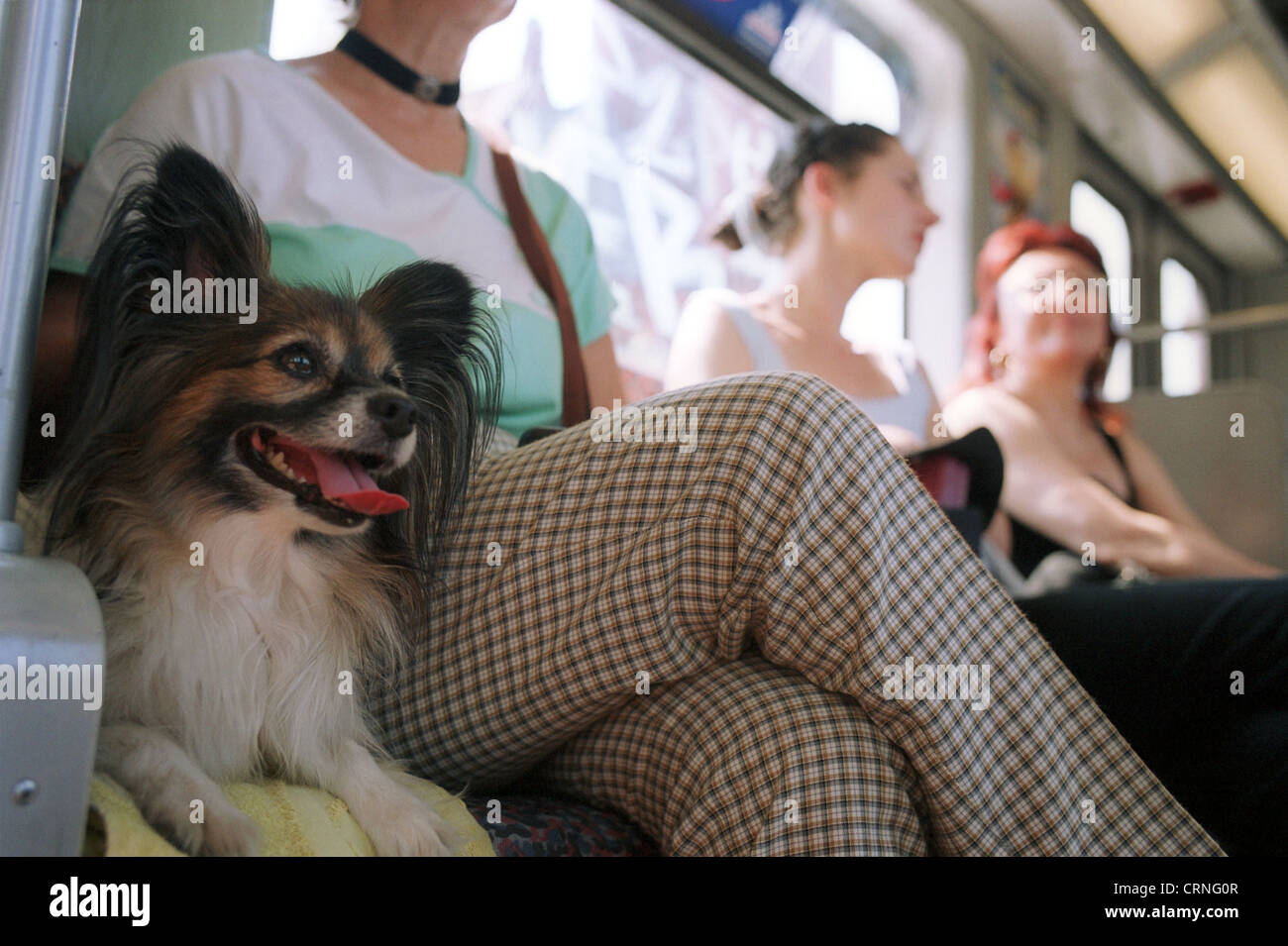 Subway dog hi-res stock photography and images - Alamy