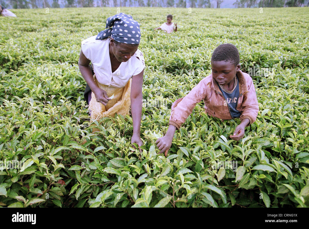Tea pickers in the Zimbabwean highlands Stock Photo - Alamy