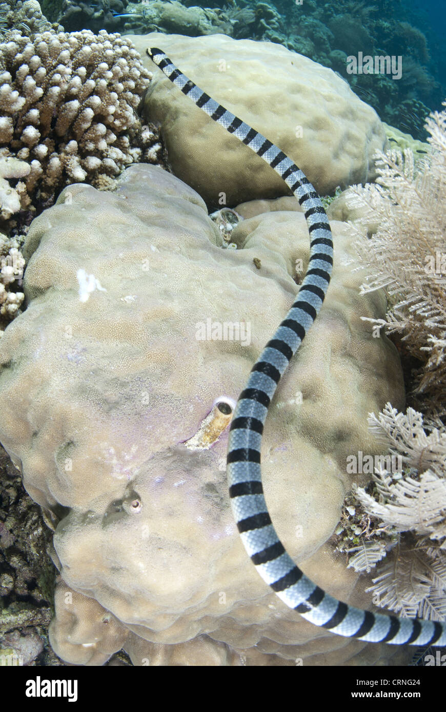 Banded Sea Krait (Laticauda colubrina) adult, swimming around coral ...