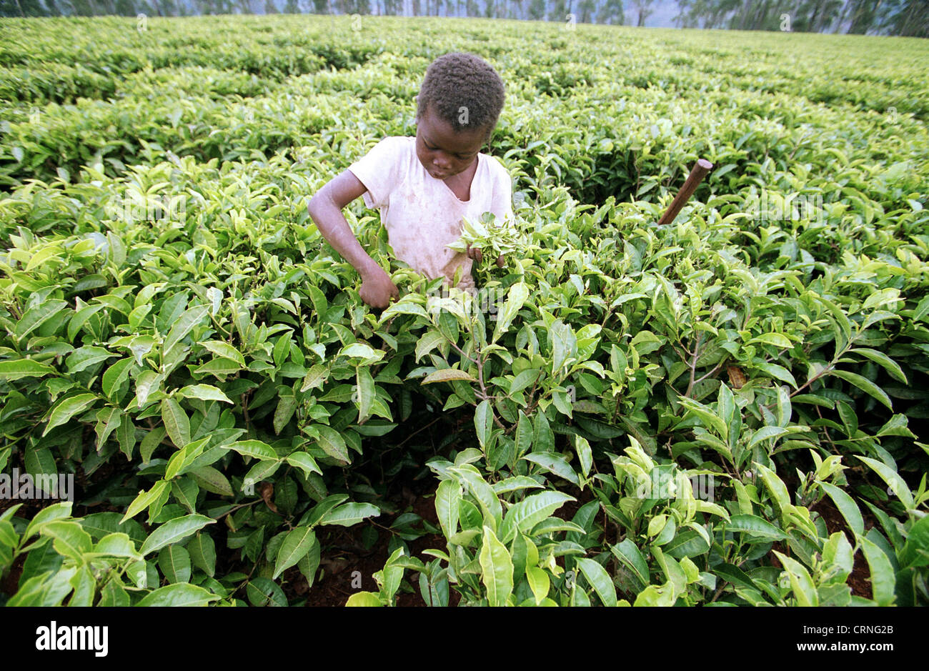 Child when picking tea in the Zimbabwean highlands Stock Photo - Alamy