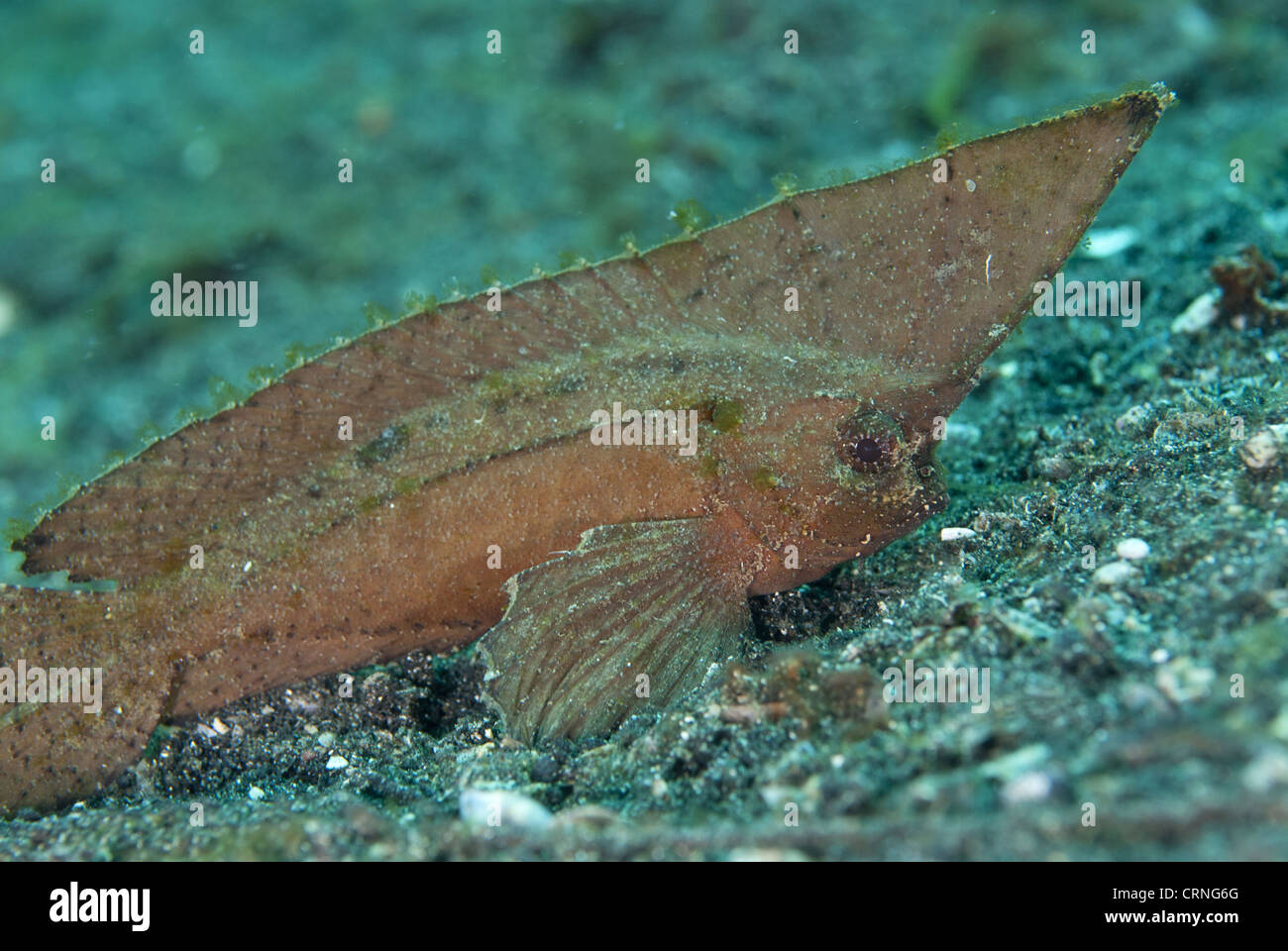 Spiny Waspfish (Ablabys macracanthus) adult, resting on seabed, Lembeh ...