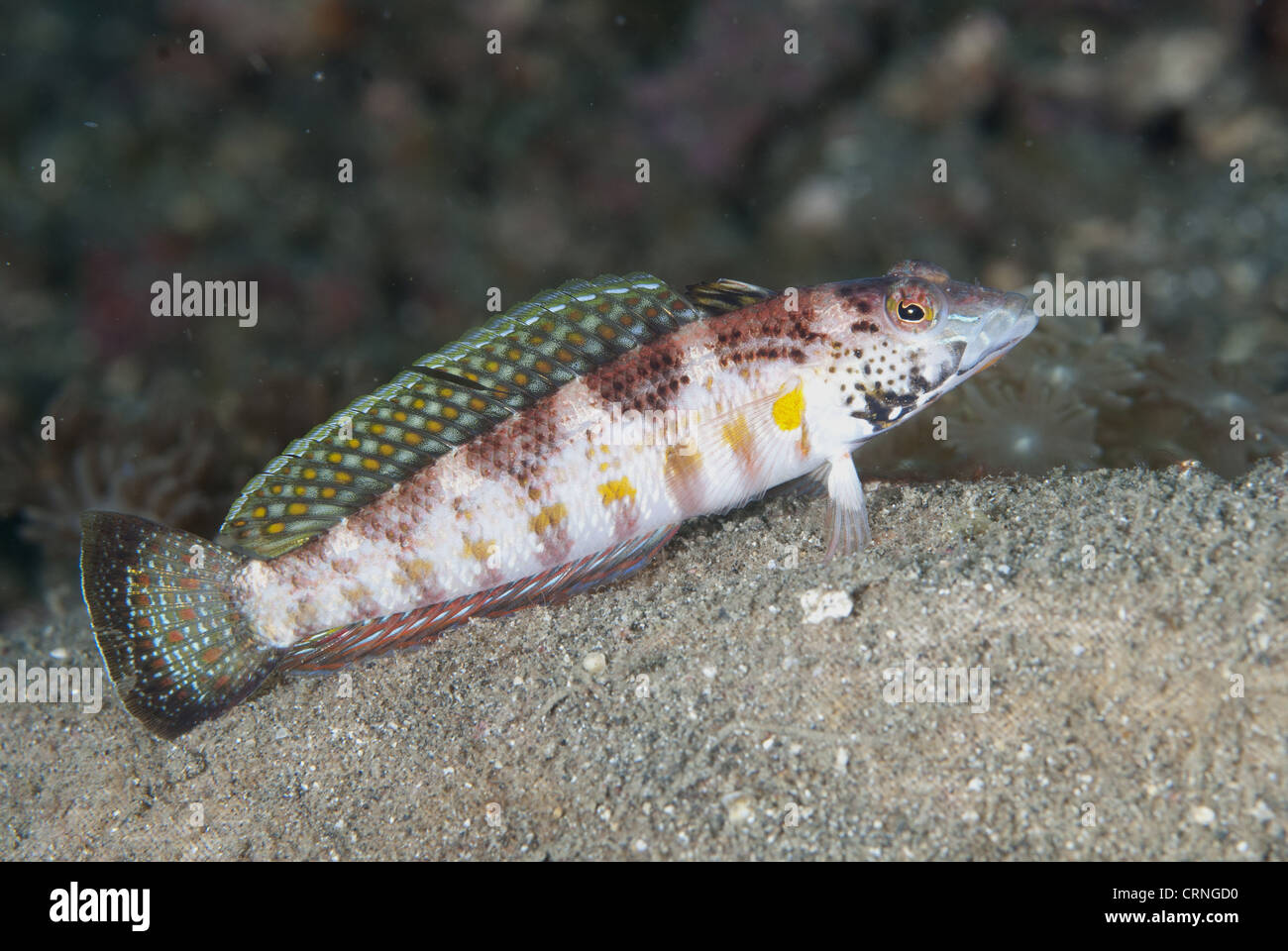 Blackfin Sandperch (Parapercis snyderi) adult, with erect dorsal fin ...