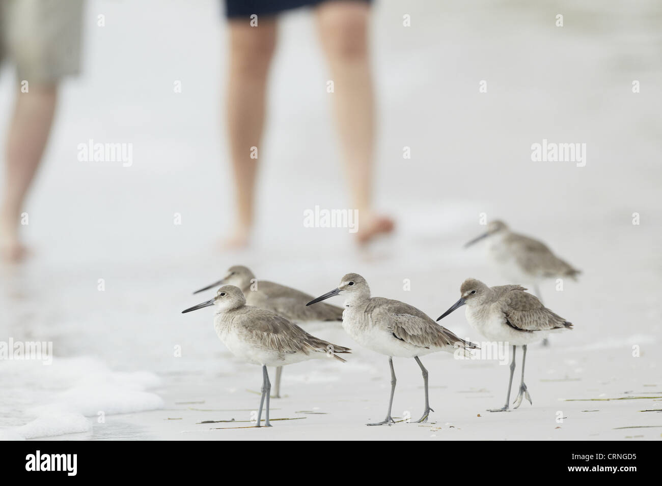Willets group hi-res stock photography and images - Alamy