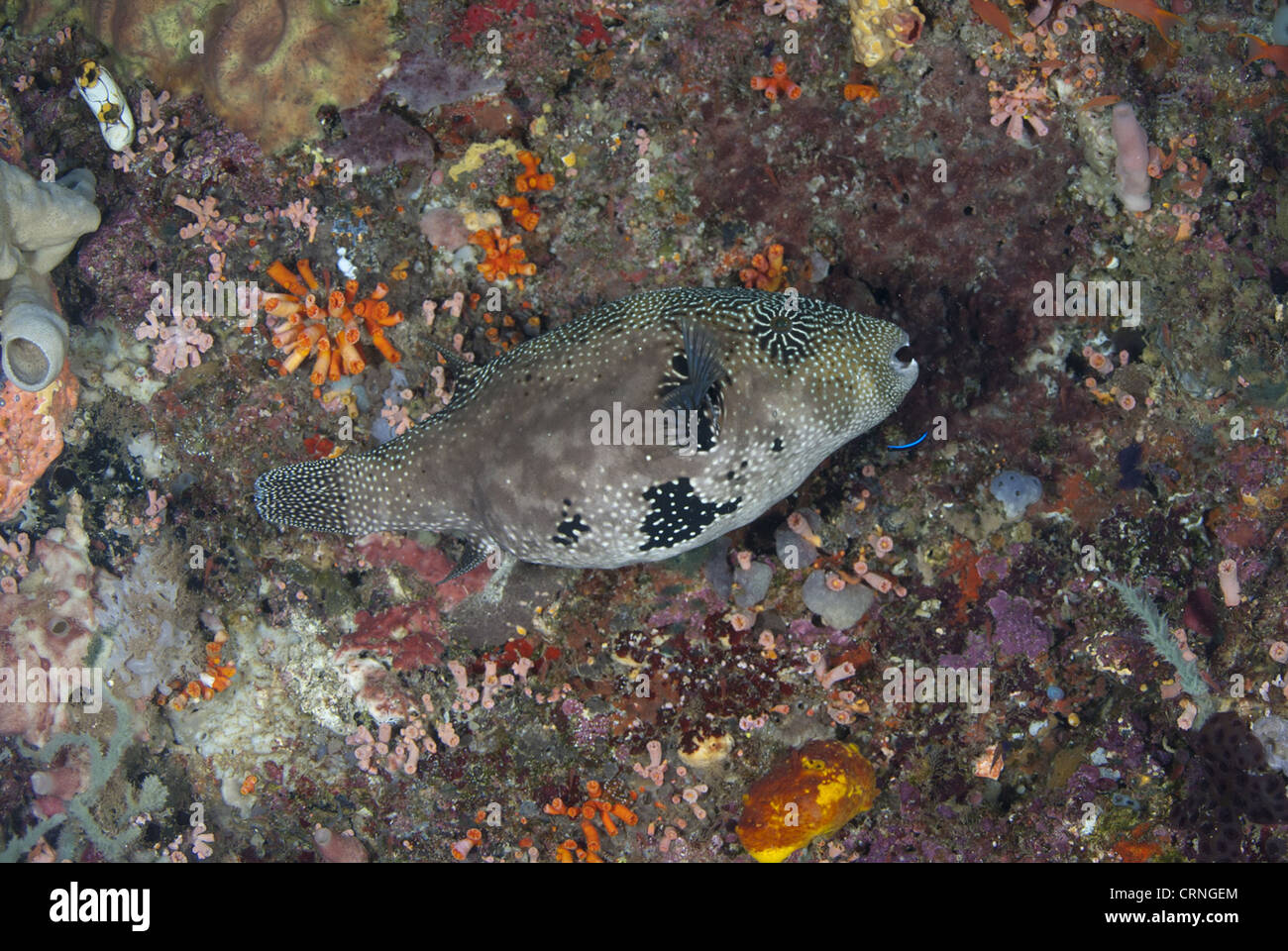 Map Pufferfish (Arothron mappa) adult, swimming over reef, Manado ...