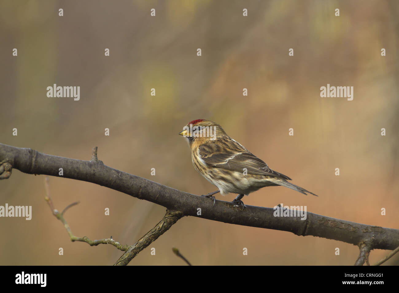 Lesser Redpoll (Carduelis cabaret) adult female / first winter plumage ...