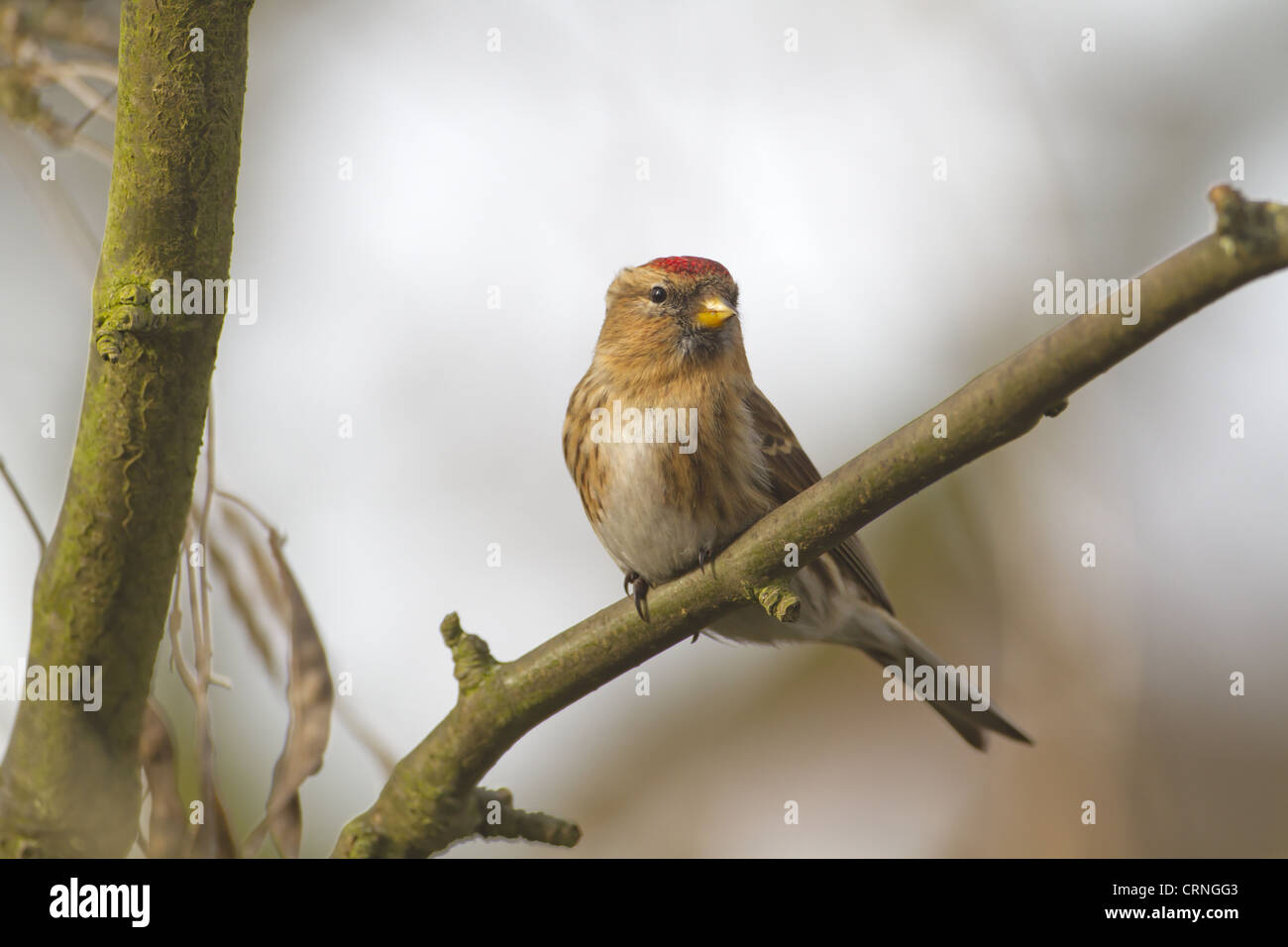 Lesser Redpoll (Carduelis cabaret) adult female / first winter plumage ...