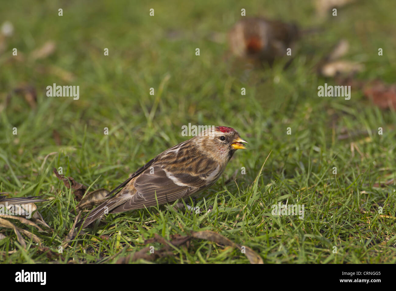 Lesser Redpoll (Carduelis cabaret) adult female / first winter plumage ...