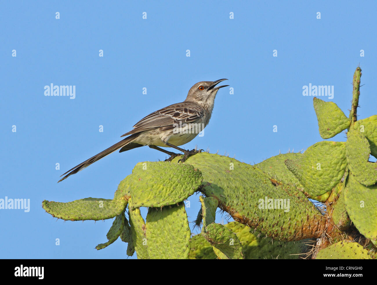 Bahama Mockingbird (Mimus gundlachii hillii) adult, perched on cactus ...