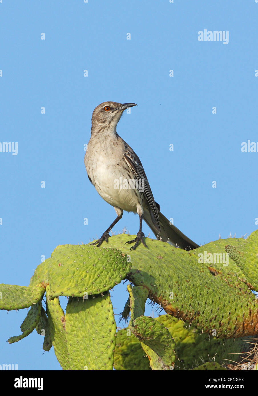 Bahama Mockingbird (Mimus gundlachii hillii) adult, perched on cactus ...