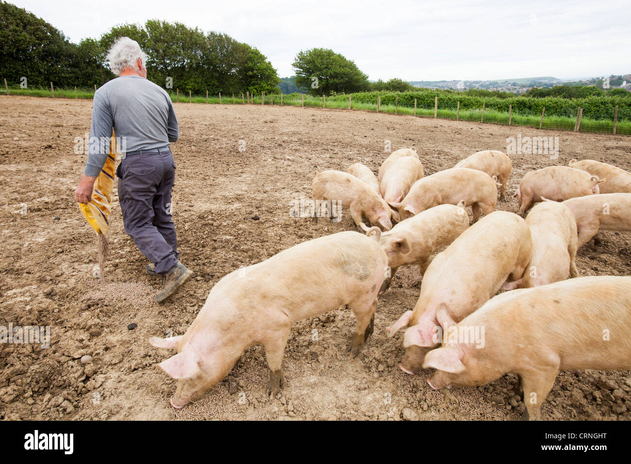 Farmer in middle pigs hi-res stock photography and images - Alamy