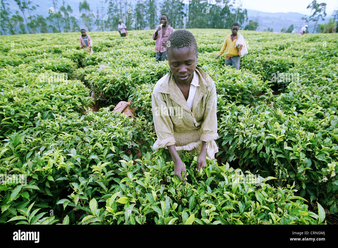 Teenager tea pickers in Zimbabwean highlands Stock Photo - Alamy