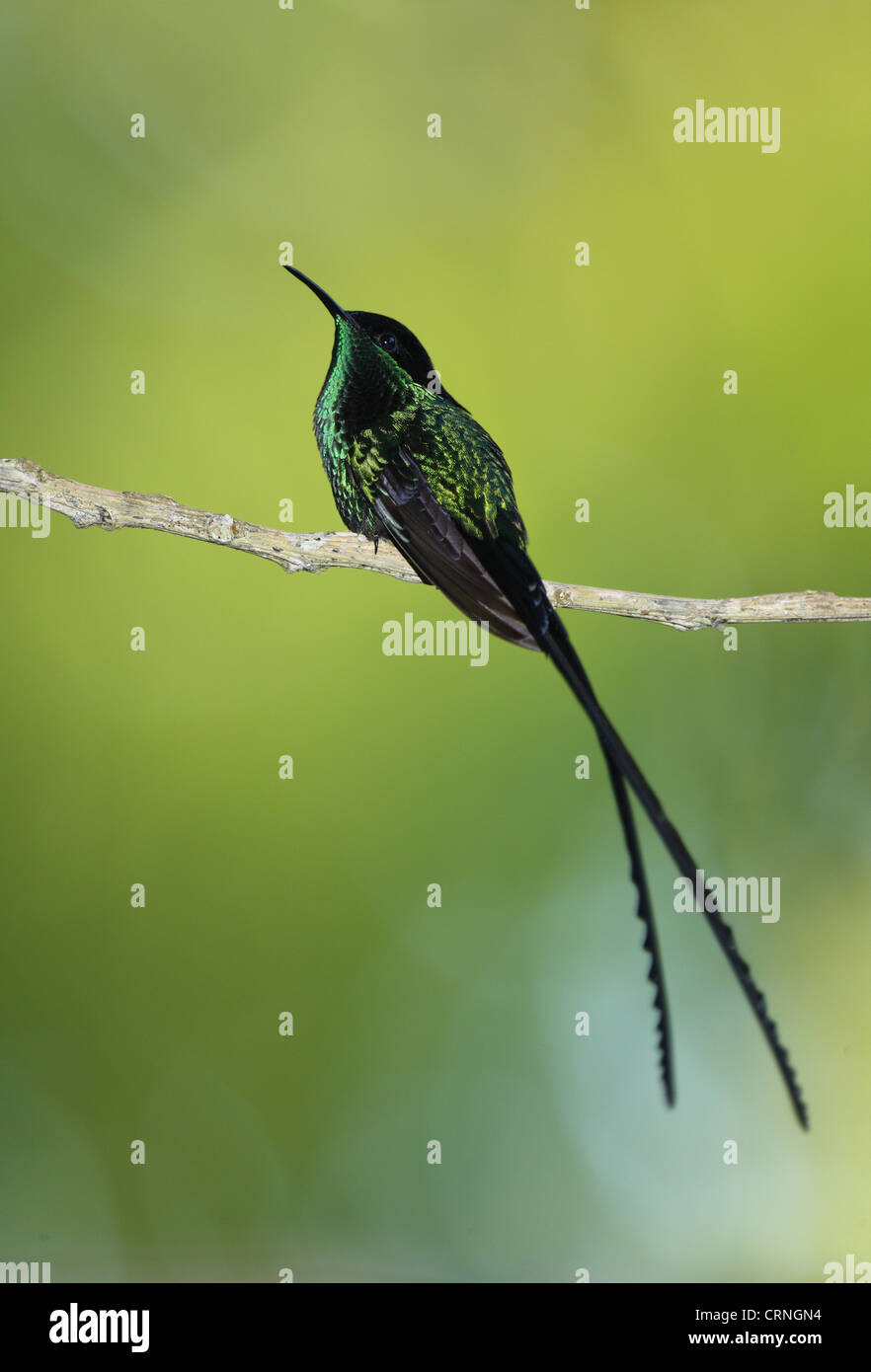Black billed streamertail hi-res stock photography and images - Alamy