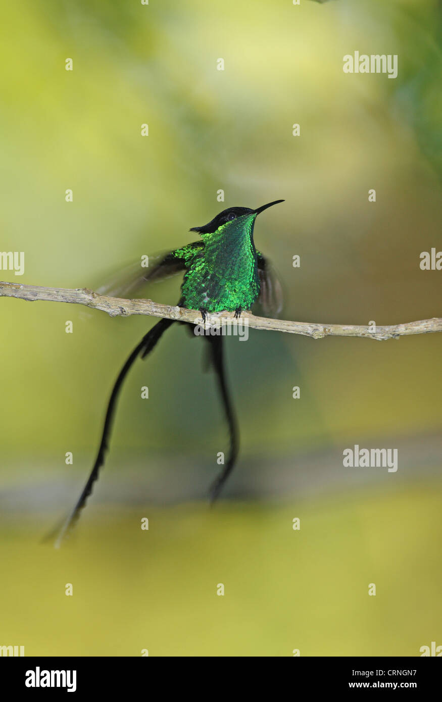 Black billed streamertail hi-res stock photography and images - Alamy