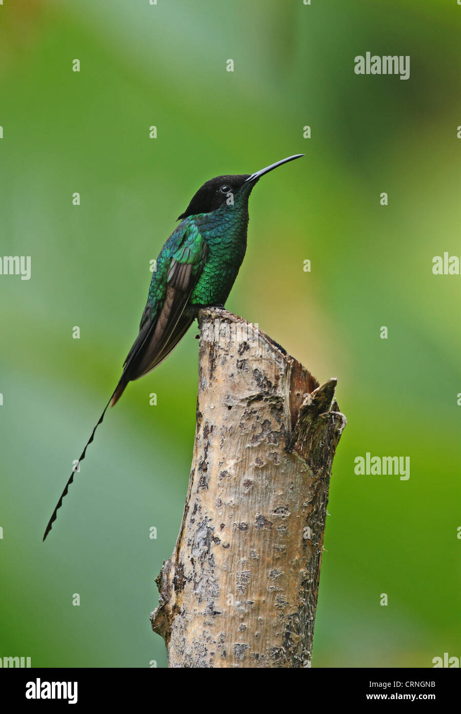 Black-billed Streamertail (Trochilus scitulus) subadult male (with ...