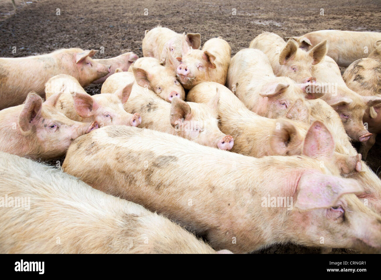 Middle white pig hi-res stock photography and images - Alamy