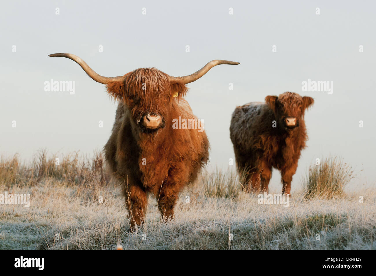 Domestic Cattle, Highland Cattle, cow and calf, standing on frost ...