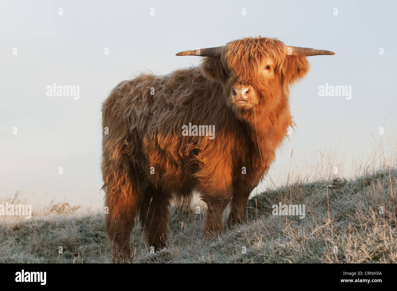 Domestic Cattle, Highland Cattle, calf, standing on frost covered ...
