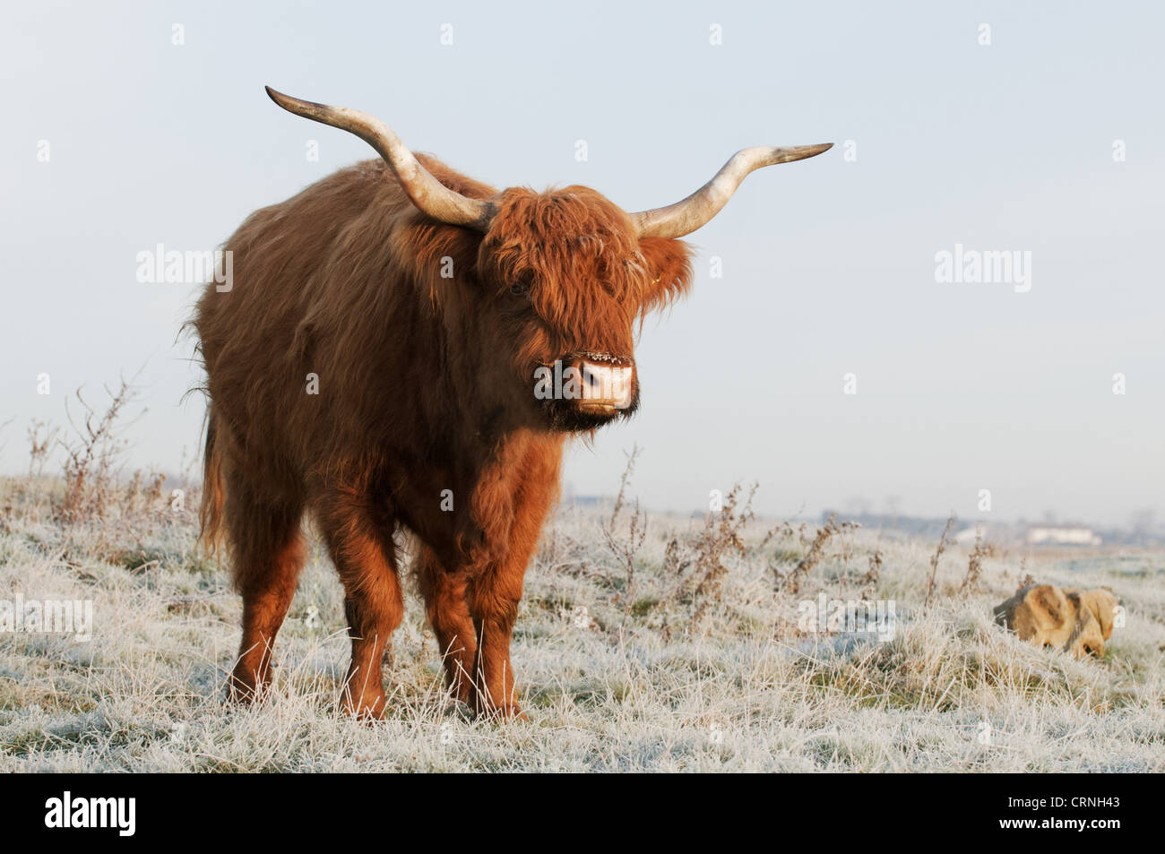Cattle on coastal grazing marsh hi-res stock photography and images - Alamy
