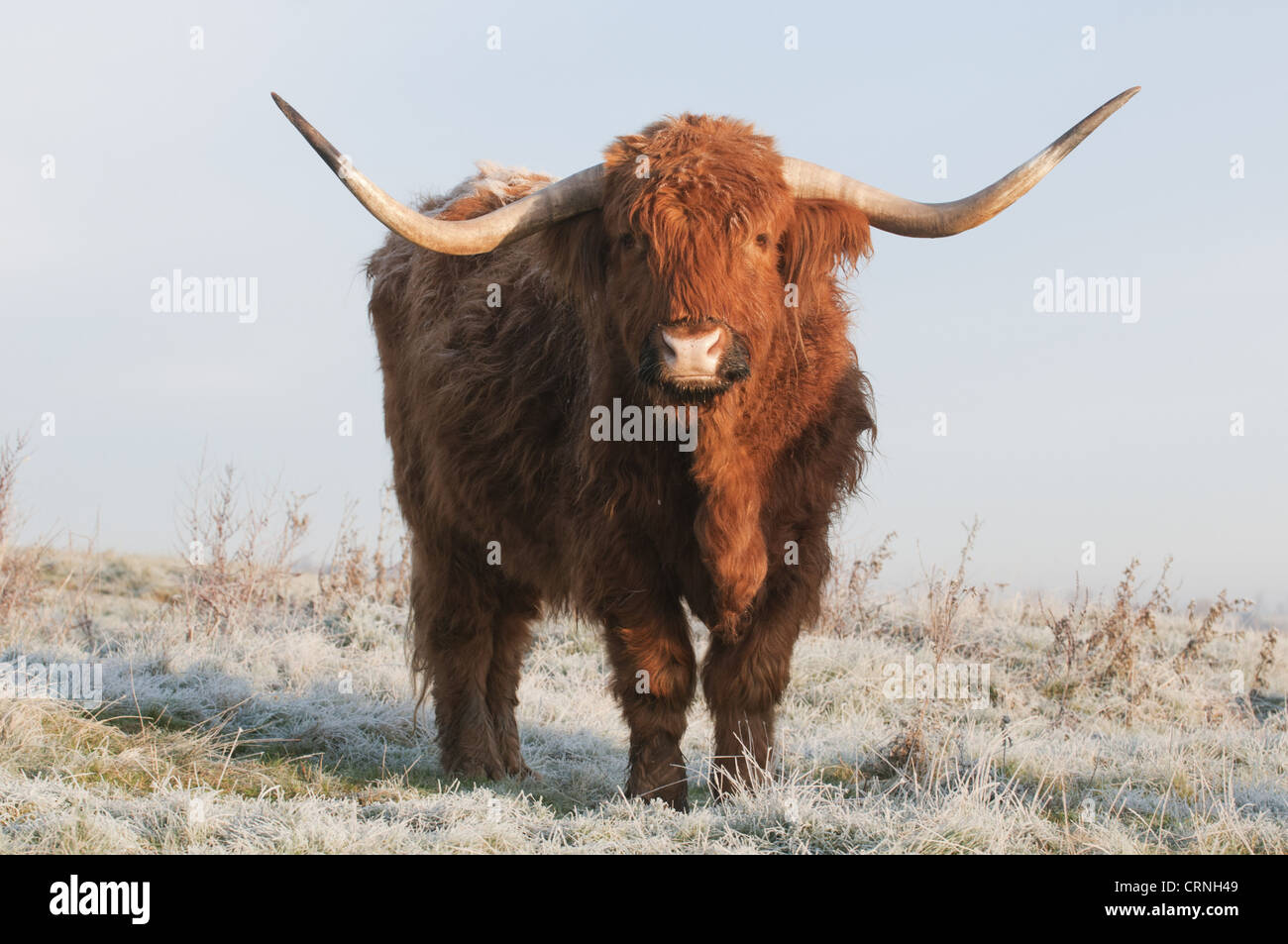 Domestic Cattle, Highland Cattle, cow, standing on frost covered ...