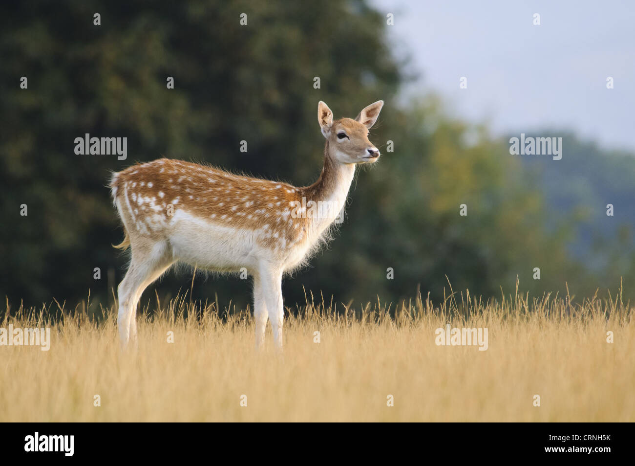 Fallow Deer (Dama dama) doe, standing in grass, Knole Deer Park ...