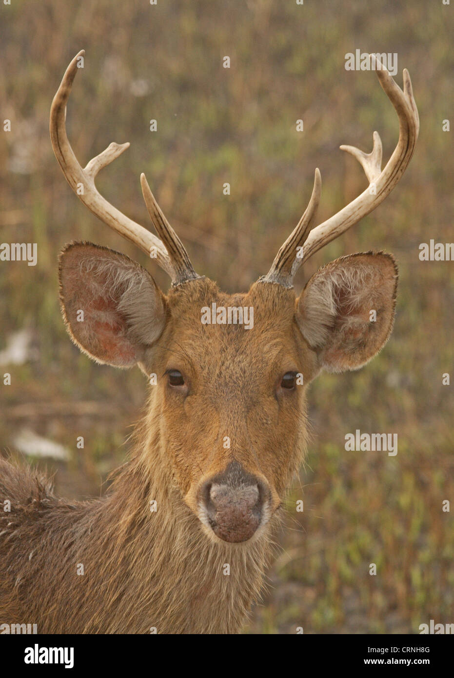 Swamp Deer (Rucervus duvaucelii duvaucelii) soft-ground form, immature ...