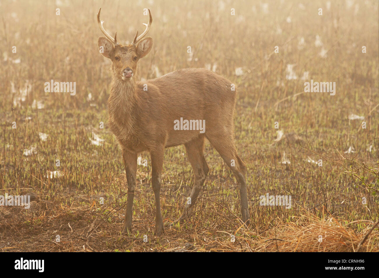Soft ground swamp deer hi-res stock photography and images - Alamy